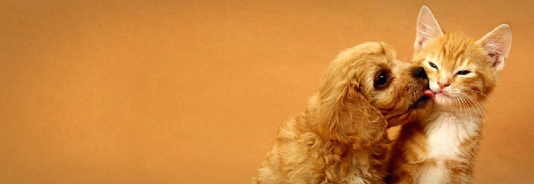 Paisley Paws | Myrtle Grove Animal Hospital